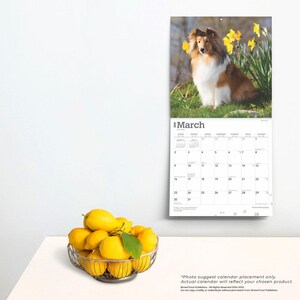 Shetland Sheepdogs | 2025 12 X 24 Inch Monthly Square Wall Calendar ...