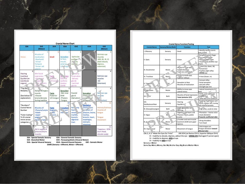 Cranial Nerve Charts and Testing - Etsy