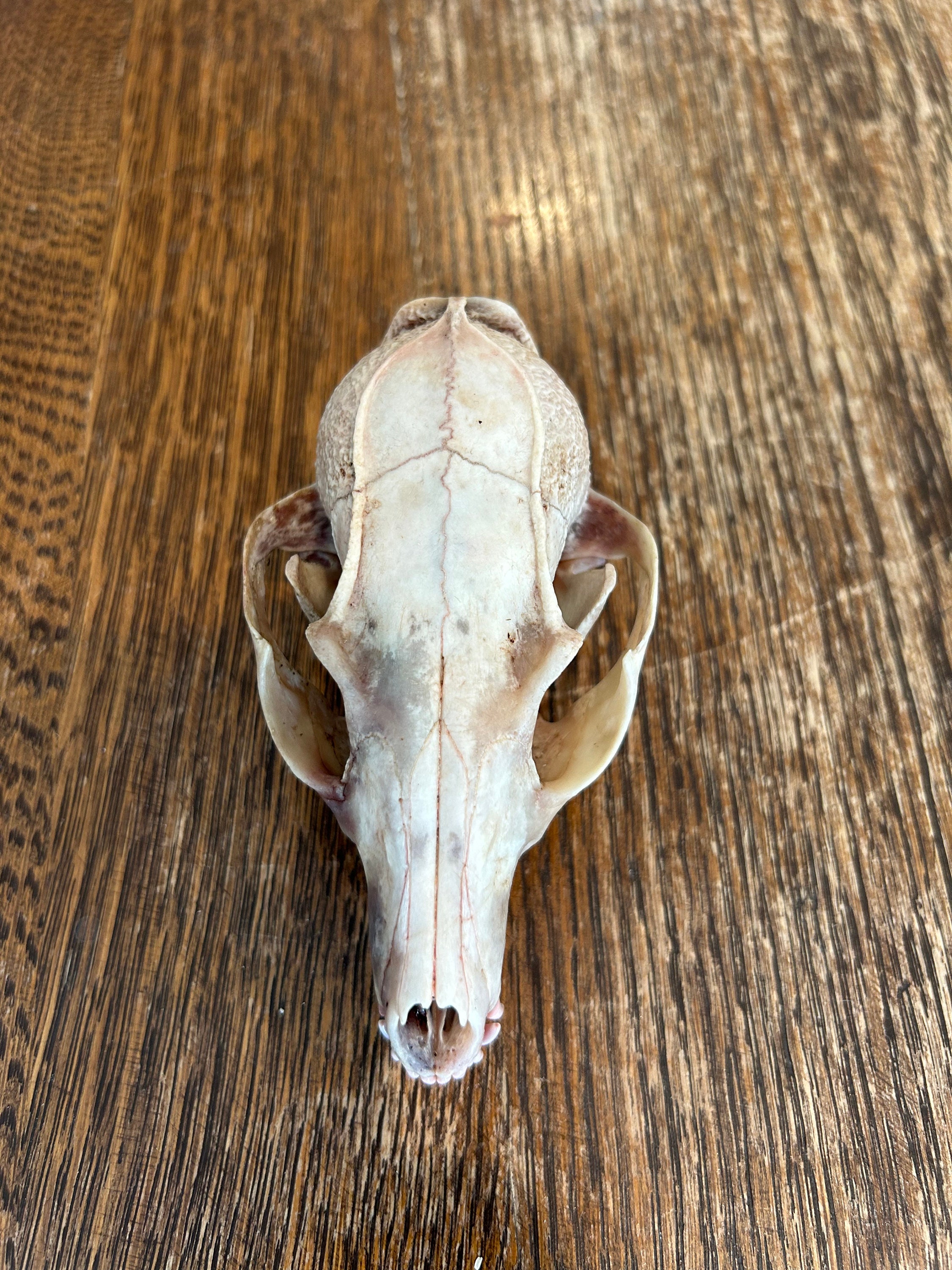 Beetle Cleaned Grey Fox Skull - Etsy