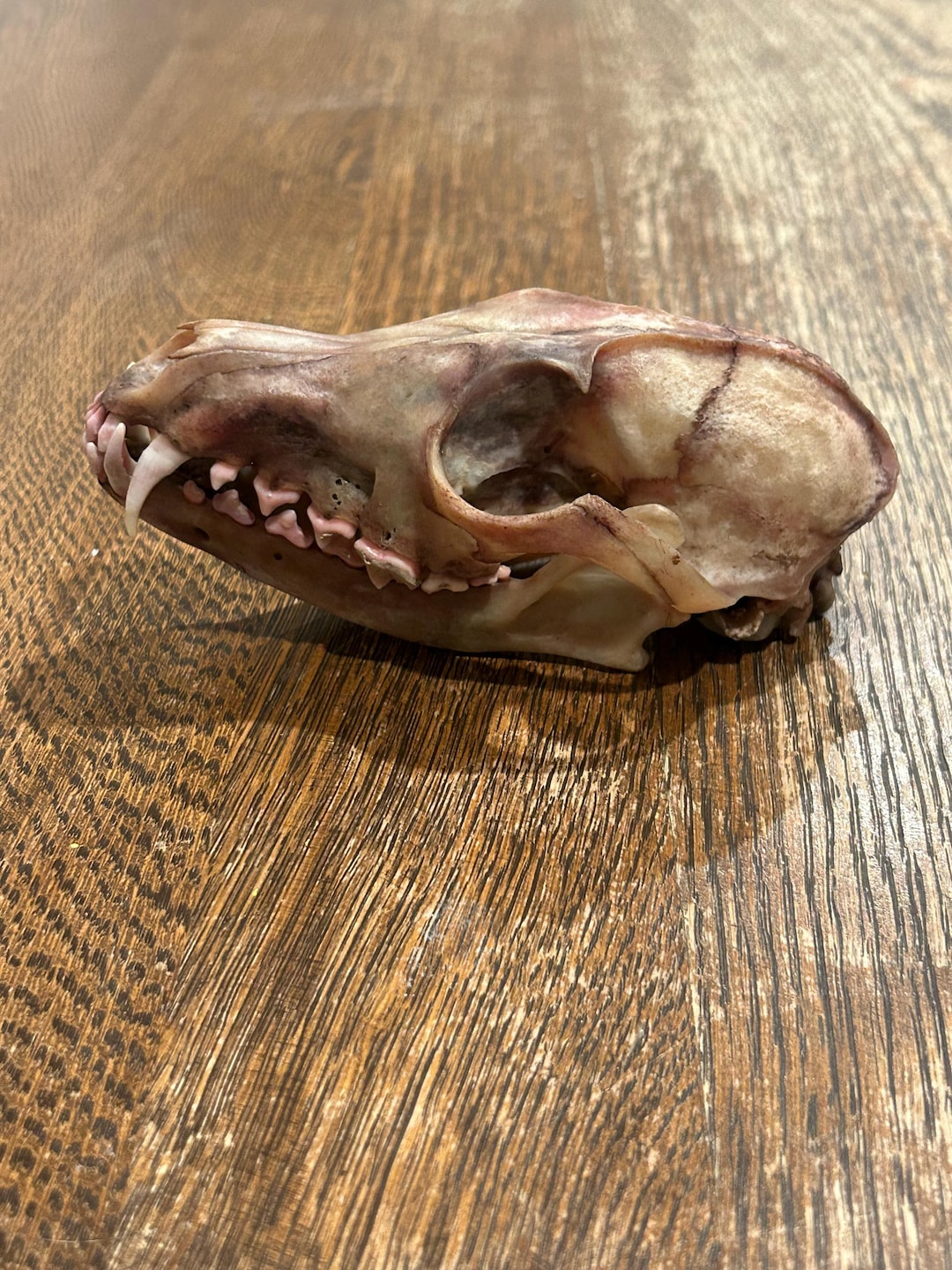 Beetle Cleaned Red Fox Skulls. - Etsy