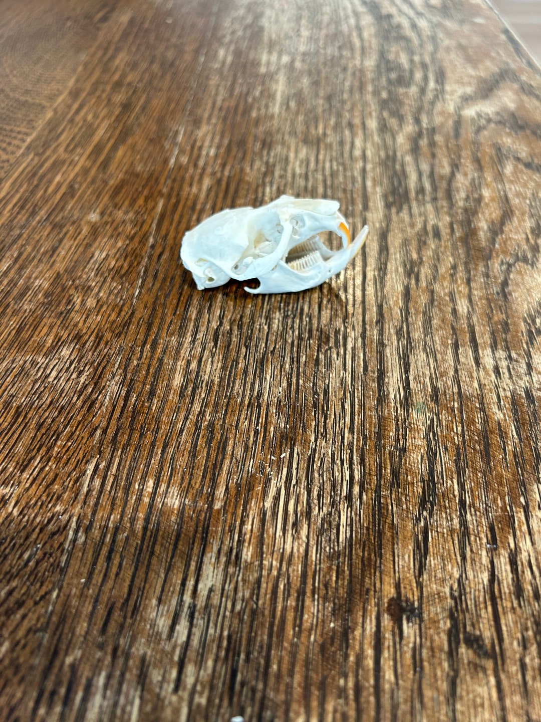 Whitened Muskrat Skull - Etsy