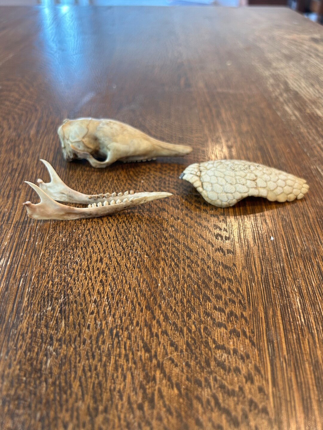 Beetle Cleaned Armadillo Skull With Skull Cap - Etsy