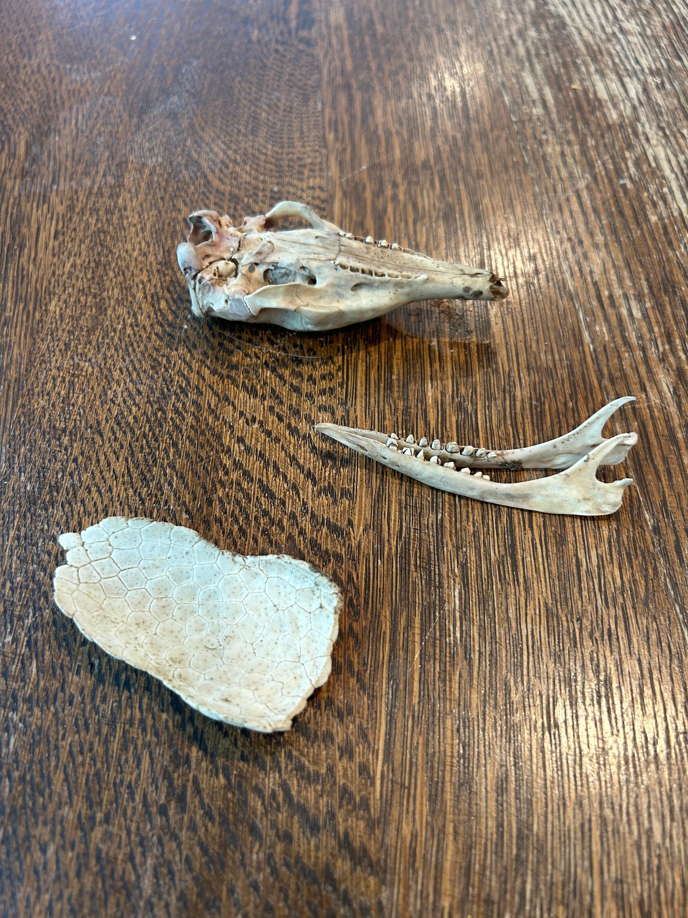 Slightly Damaged Beetle Cleaned Armadillo Skulls With Cap. - Etsy