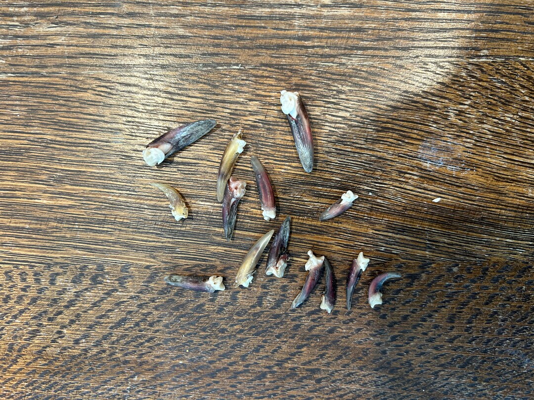 14 Beaver Claws - Etsy