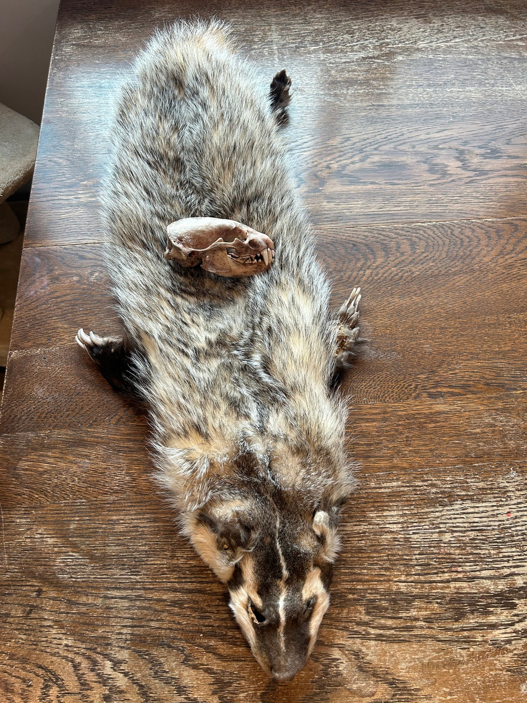 Tanned Badger With Feet and Beetle Cleaned Badger Skull - Etsy