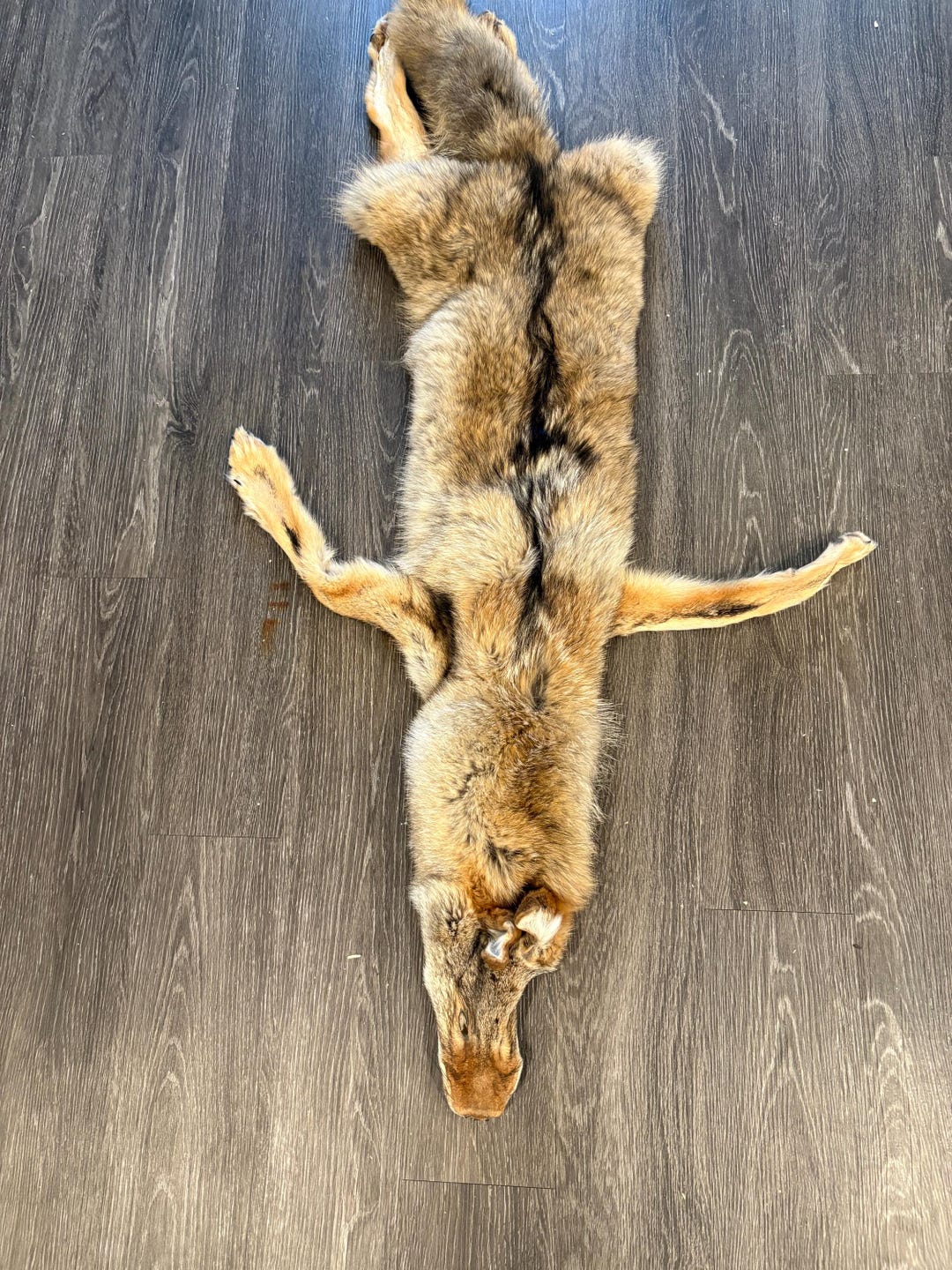 Western Heavy Tanned Coyote Hide With Feet - Etsy