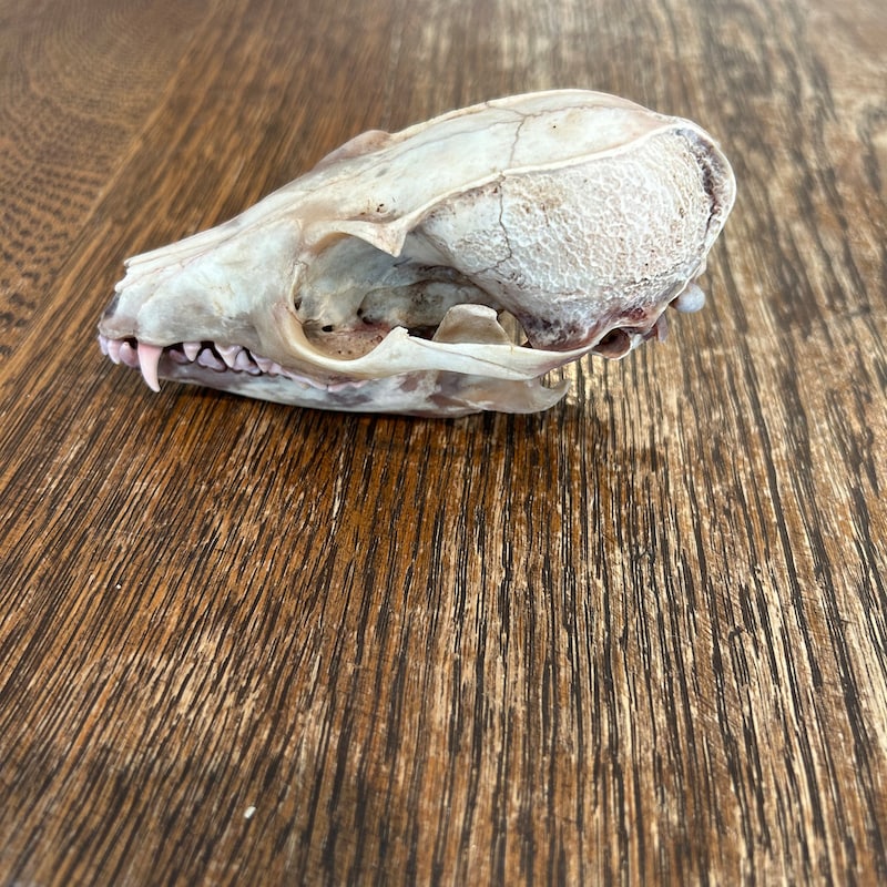 Fox Skull - Etsy