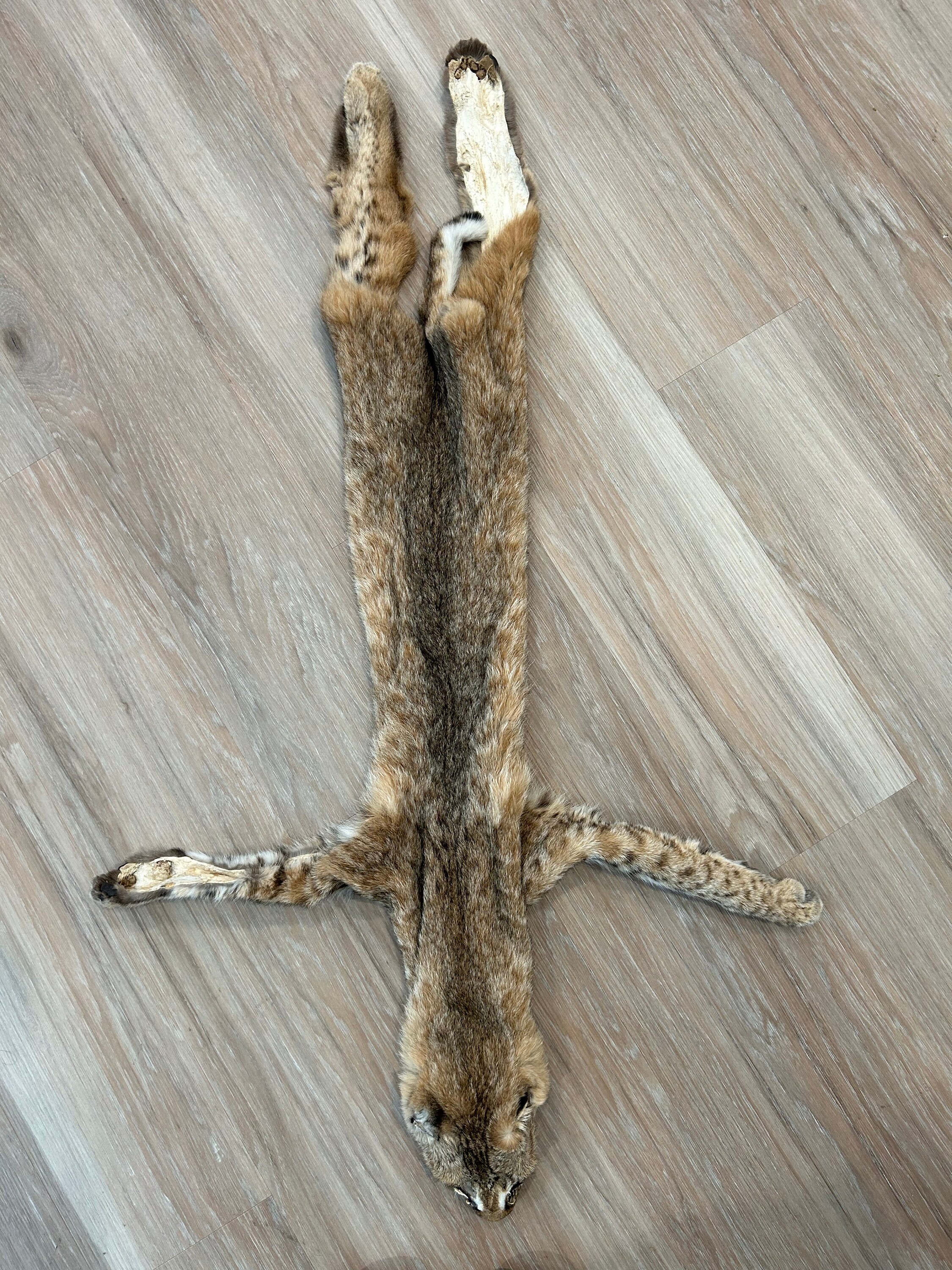 Beautiful Tanned Bobcat - Etsy