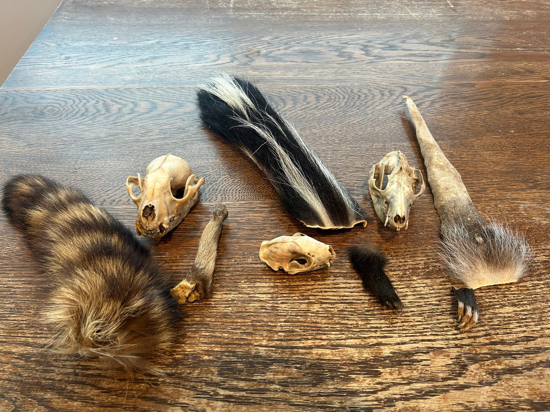 Skull/mummified Foot, Tail Combo - Etsy
