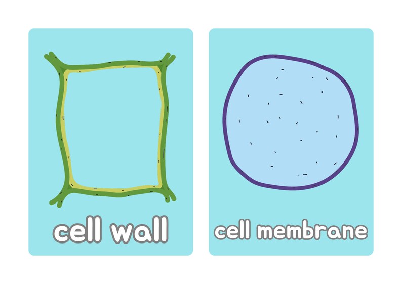Parts of Cell Flash Cards - Etsy
