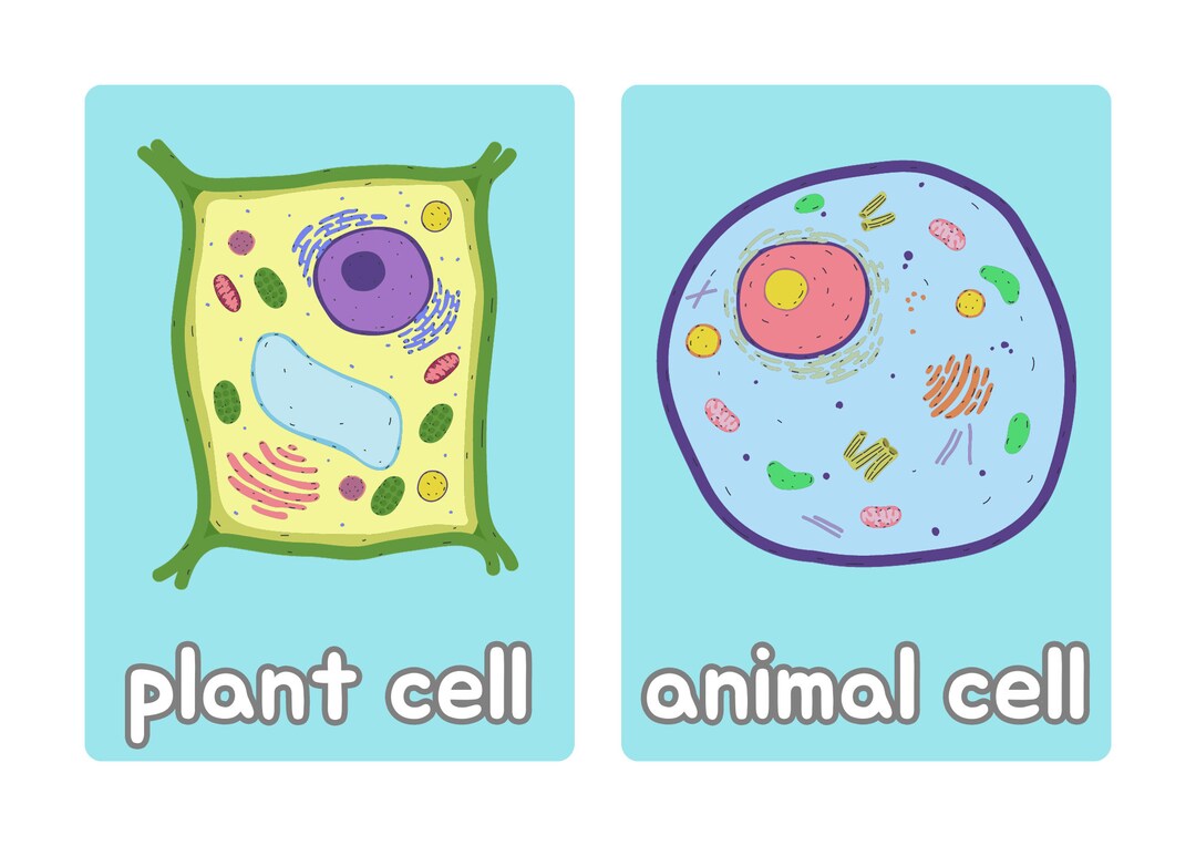 Parts of Cell Flash Cards - Etsy
