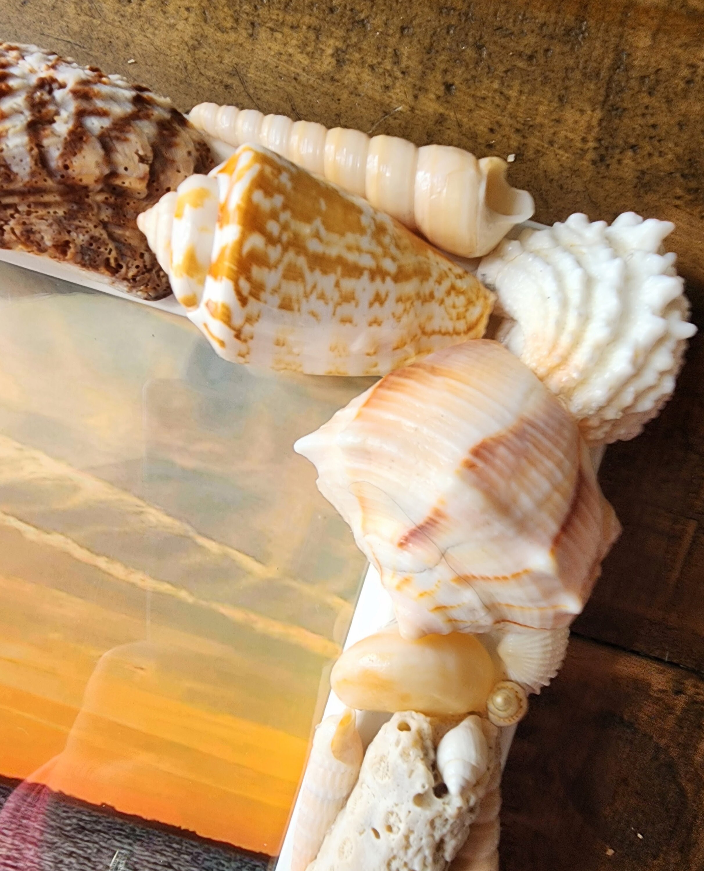 Seashell Photo Frame, 8x10 Coastal Picture Frame, Beach House Decor ...