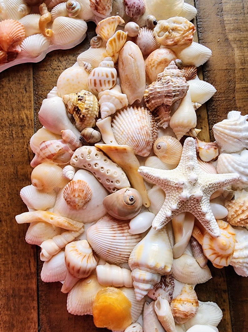 Seashell Seahorse Wall Art, 18 X 9 Coastal Wall Hanging, Seahorse Beach ...