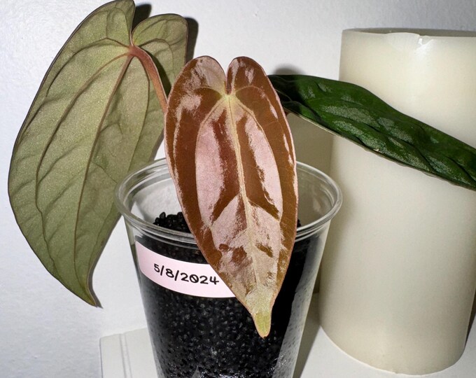 Anthurium Doc Block Zara Michelle X Papi Gatorbod - Etsy