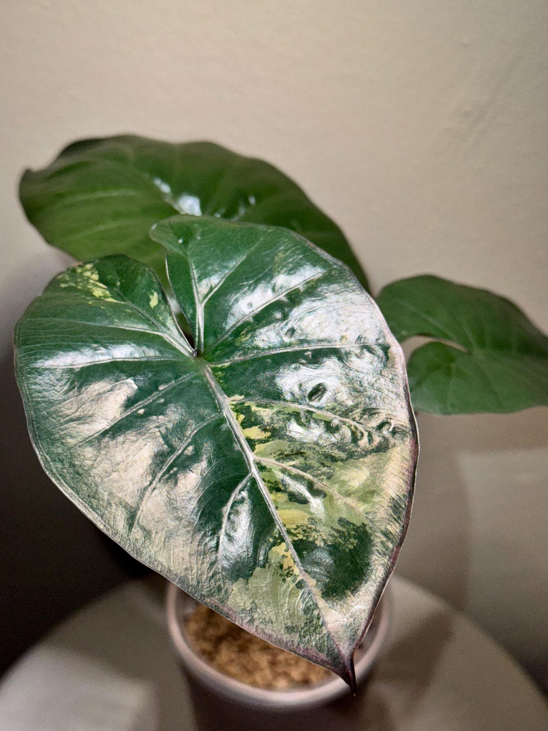 Alocasia Yucatán Princess Pink - Etsy