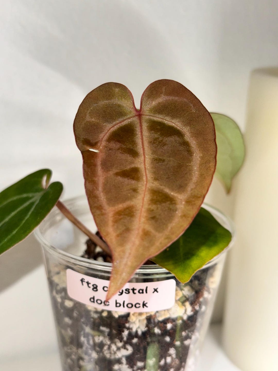 Anthurium Ftg Crystal X Doc Block - Etsy