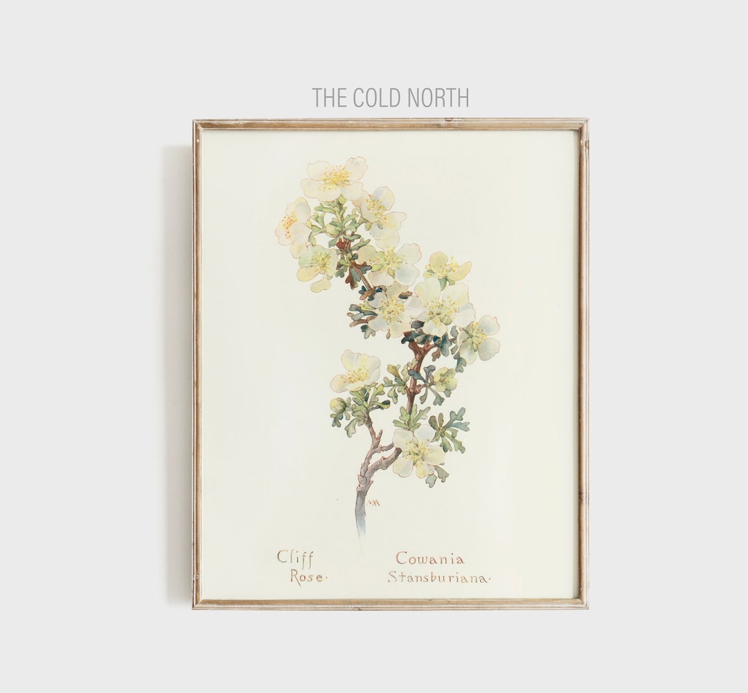 Antique Cliff Rose Botanical Print Vintage Rose Flower Painting Rustic ...