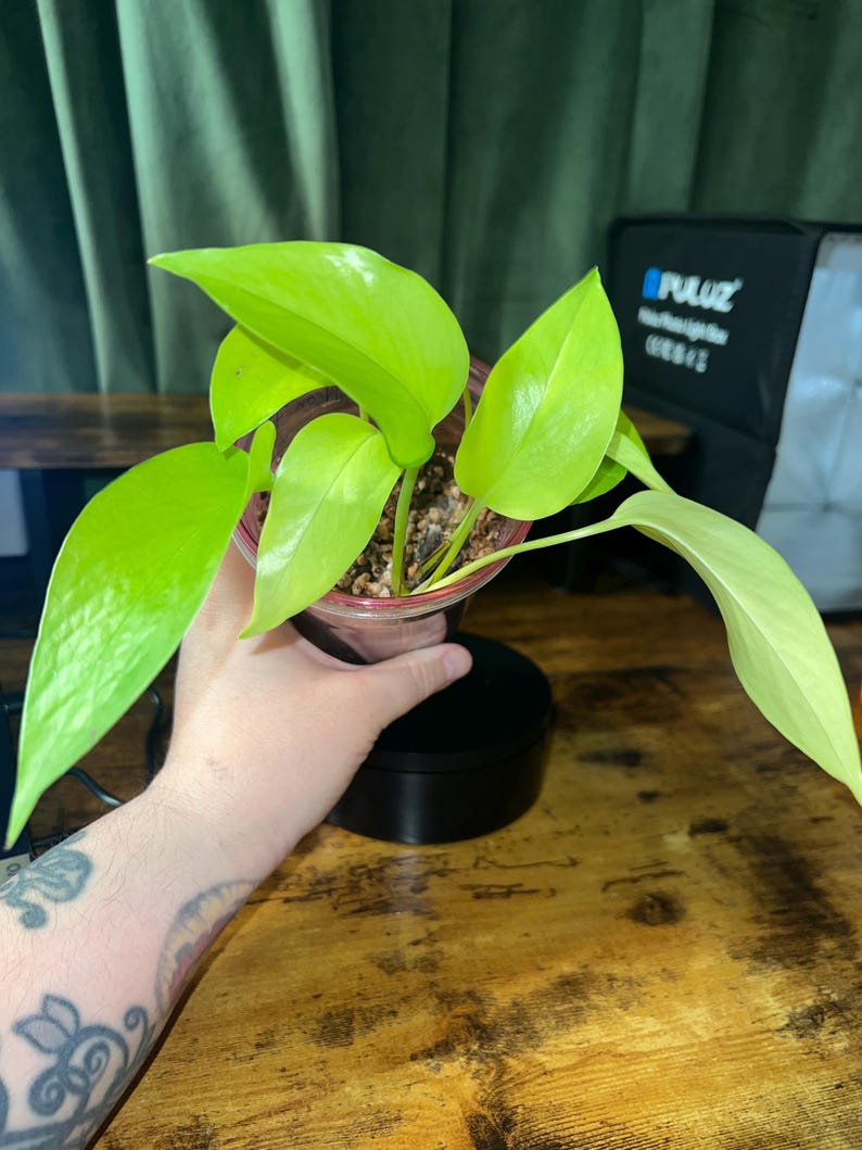 Neon Pothos Plant – Easy Care Trailing Houseplant, Bright Lime Green ...