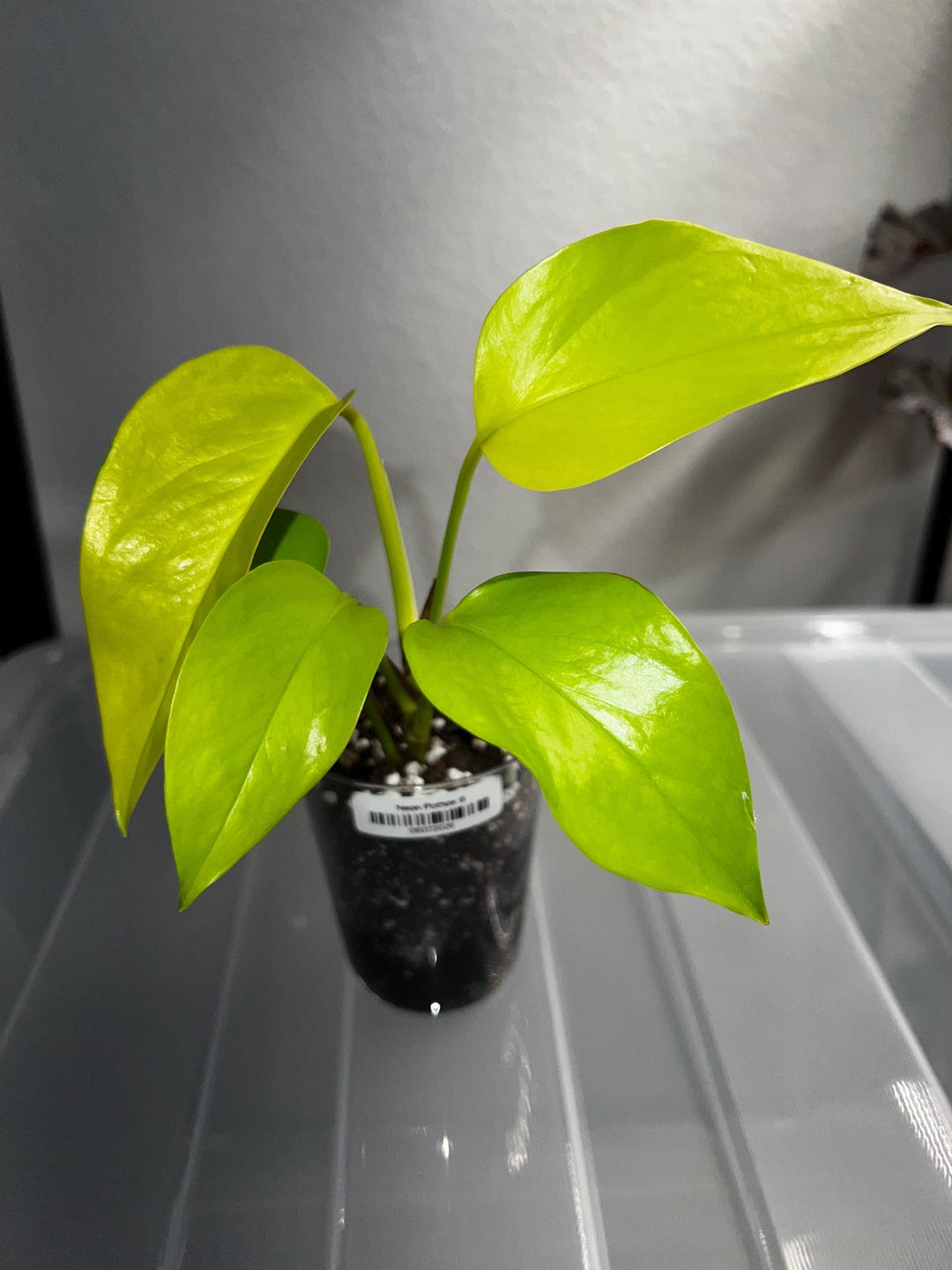 Neon Pothos Plant | Bright Chartreuse Indoor Vine, Easy Care Houseplant ...