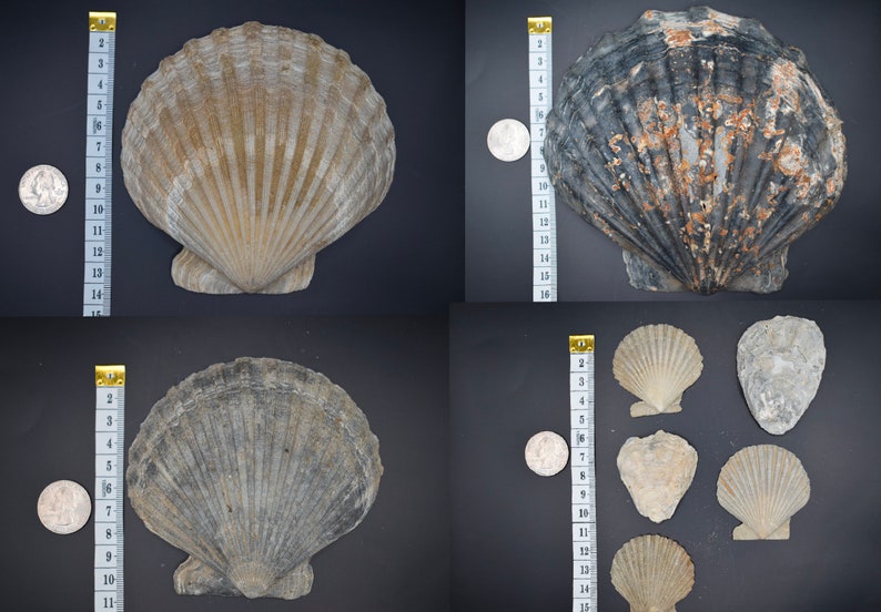 Fossilized Scallop Shells | Full Sized Shells | Collectors Item | Tar ...