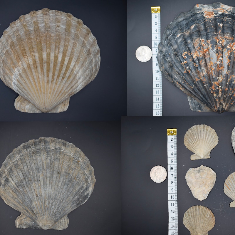 Shell Collector - Etsy