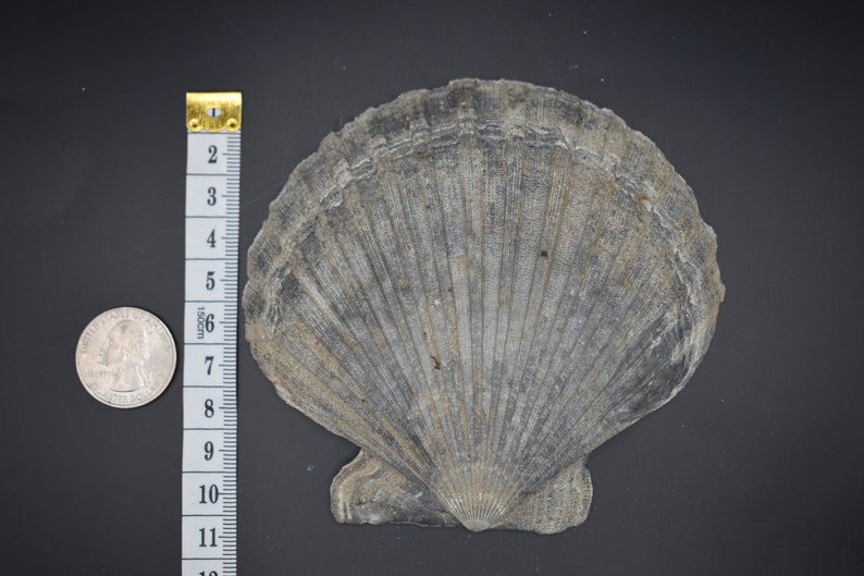 Fossilized Scallop Shells | Full Sized Shells | Collectors Item | Tar ...
