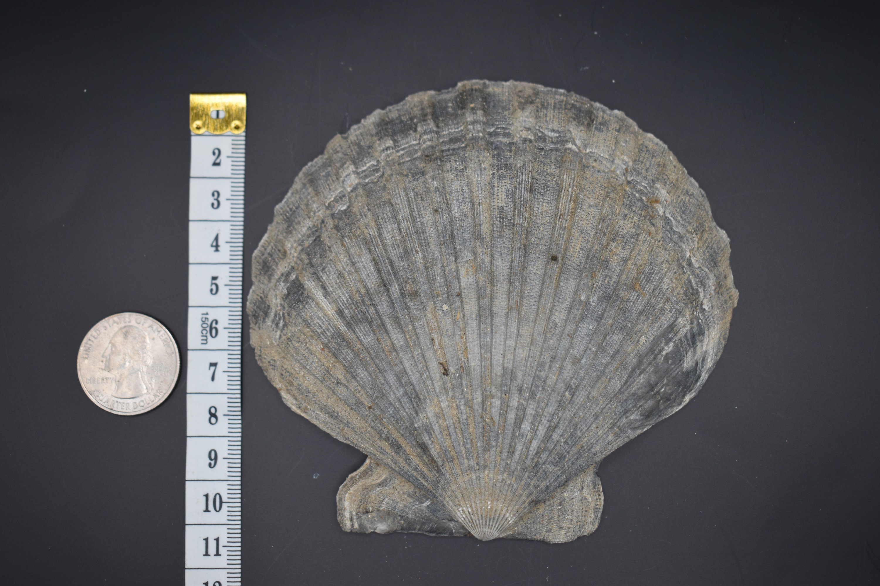 Fossilized Scallop Shells | Full Sized Shells | Collectors Item | Tar ...