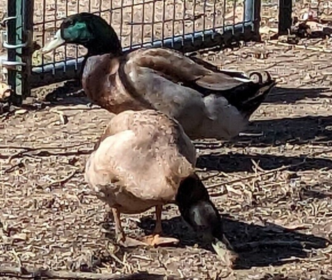 6 Fertile Duck Eggs Barnyard Mix - Etsy