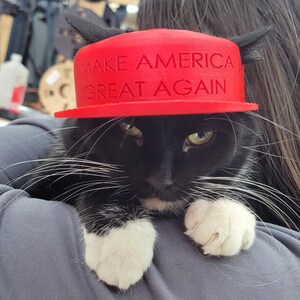 Maga Cat Hat a Maga Hat for Your Cat - Etsy