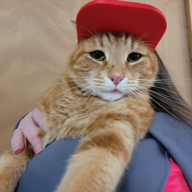 Maga Cat Hat a Maga Hat for Your Cat - Etsy
