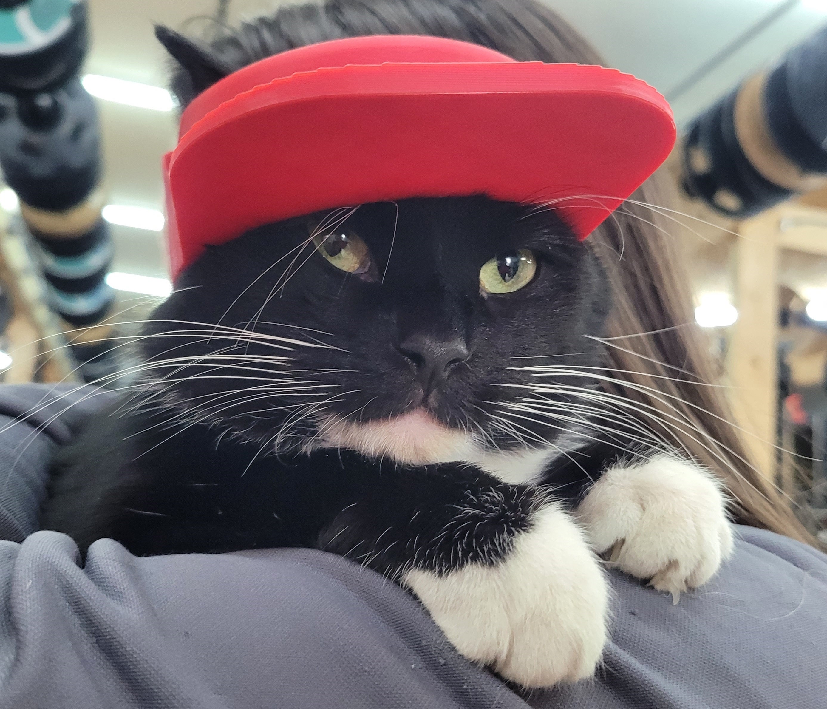Maga Cat Hat a Maga Hat for Your Cat - Etsy
