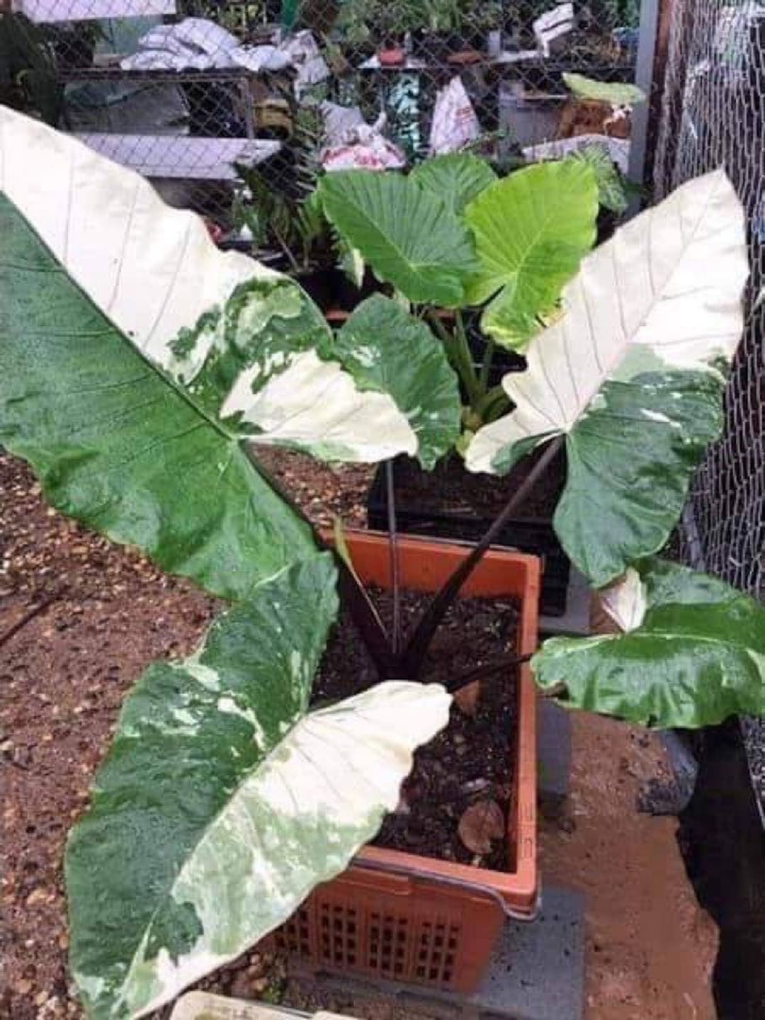 Alocasia Variegated Black Stem Albo Corms RARE - Etsy