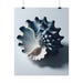 Elegant Seashell Art Print Coastal Wall Decor Nature-inspired Home ...