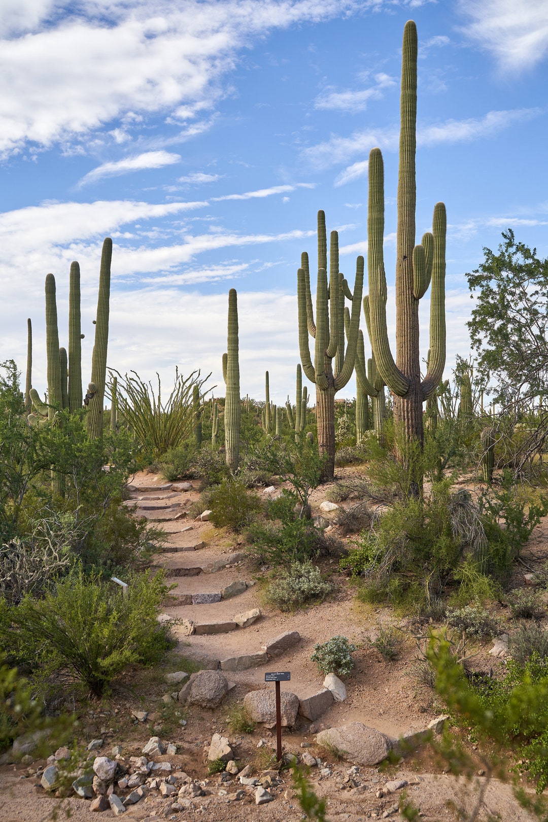 Saguaro National Park Poster, Saguaro Cactus Print, US National Parks ...