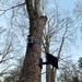 Tree Mounts for Smart Cameras - Etsy