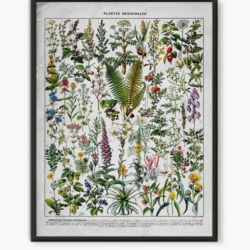 Kruiden poster - Etsy Nederland