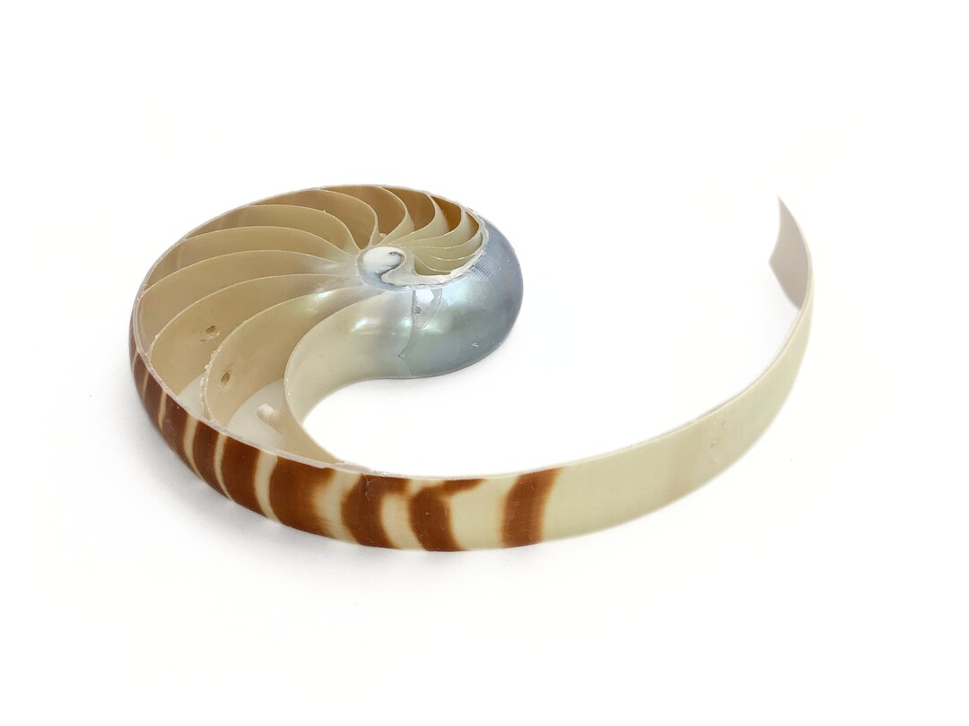 Nautilus Shell, Sliced Shell, Brown Tiger Nautilus Shell Slice - Etsy