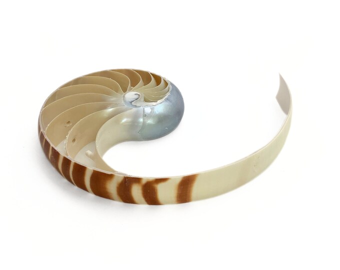 Nautilus Shell, Sliced Shell, Brown Tiger Nautilus Shell Slice - Etsy