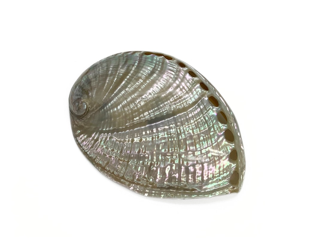 Abalone Sea Shell, Rainbow Polished Seashell - Etsy