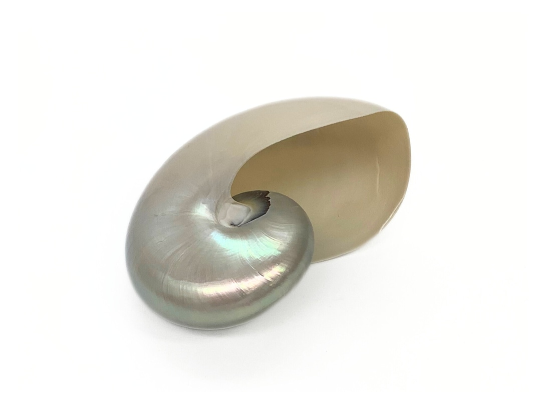 Mother of Pearl Nautilus Shell, Whole Seashell - Etsy