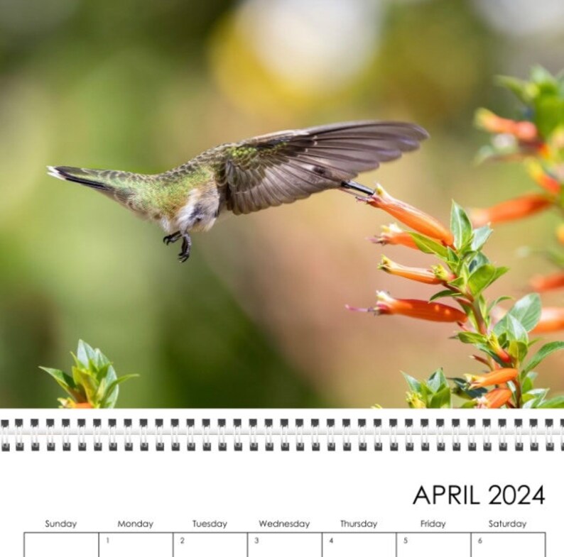 2024 Hummingbird Calendar - Etsy