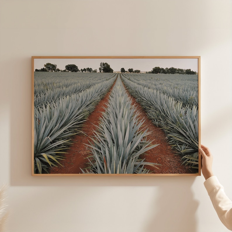 Agave Cactus Field Printable, Blue Agave Wall Art, Mexico Agave Farm ...