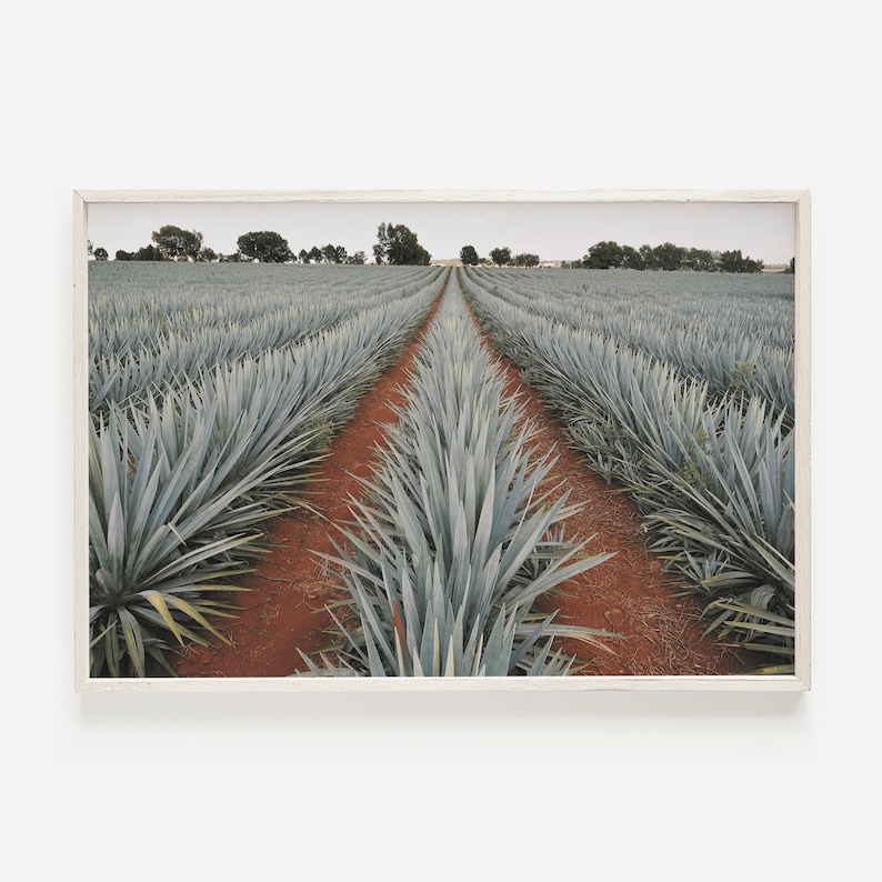 Agave Cactus Field Printable, Blue Agave Wall Art, Mexico Agave Farm ...