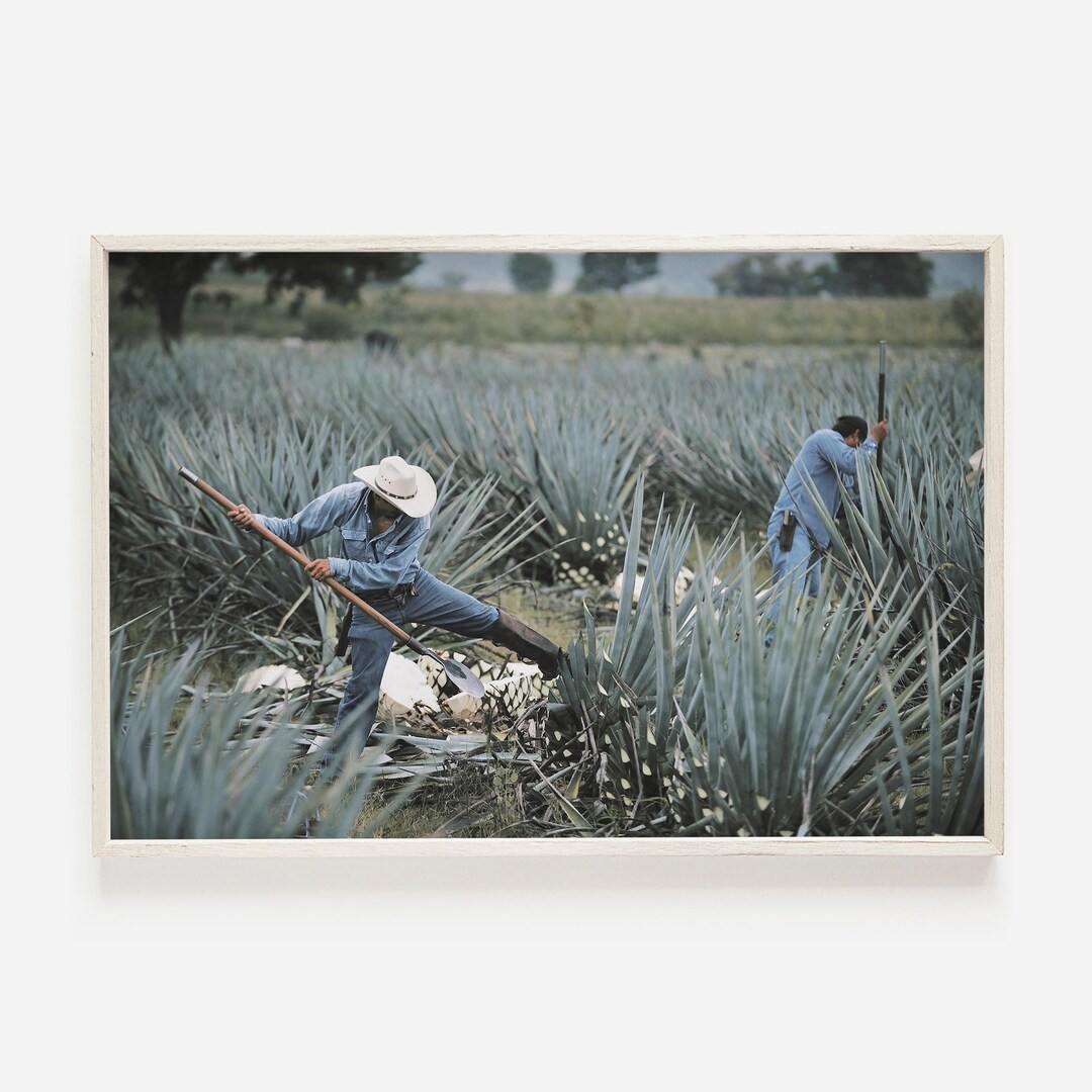 Mexican Agave Harvest Print, Tequila Ranch Wall Art, Agave Photography ...