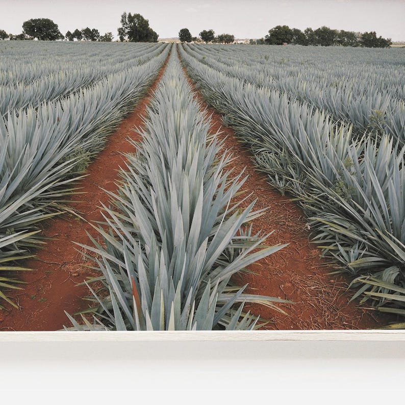 Agave Cactus Field Printable, Blue Agave Wall Art, Mexico Agave Farm ...