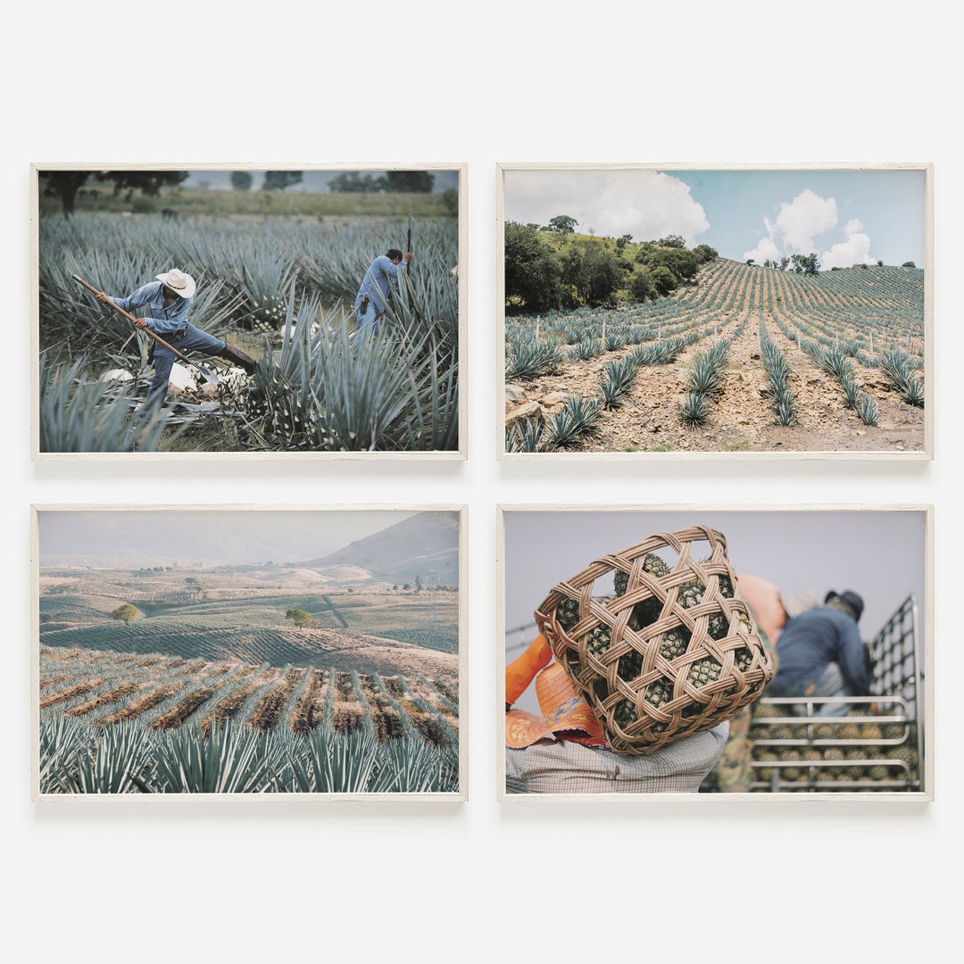 Agave Harvest Print Set, Tequila Farm Poster, Man Carrying Agave ...