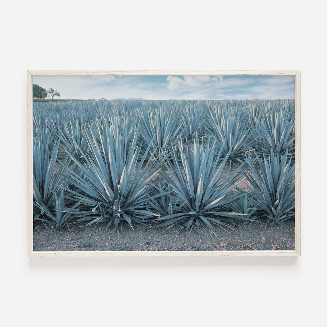 Blue Agave Wall Art, Tequila Ranch Poster, Gift for Tequila Lover ...