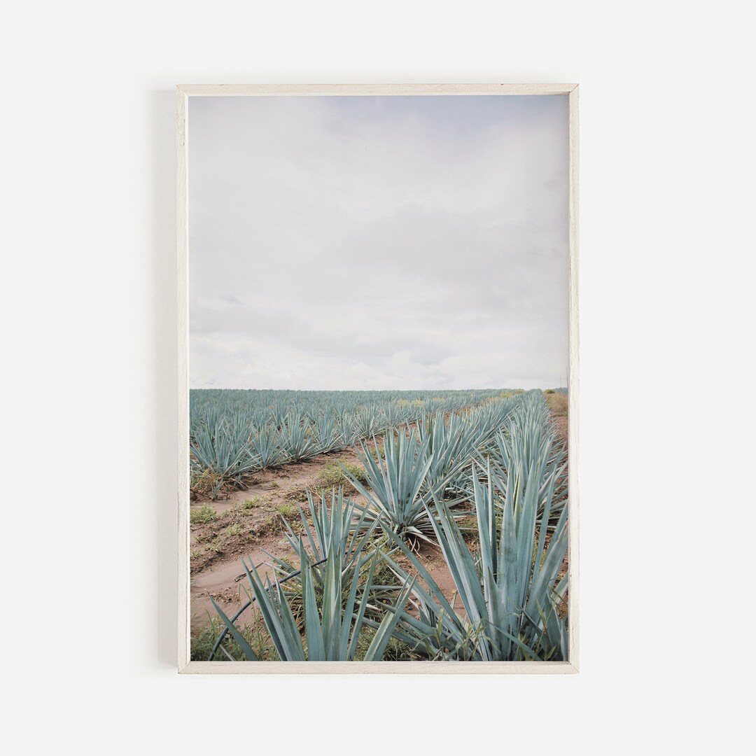 Agave Fields Wall Art, Blue Agave Plant, Southwest Agriculture, Mexico ...