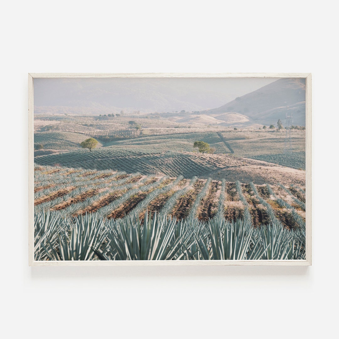 Southwest Agave Ranch Poster, Mexico Agave Fields, Rolling Hills of ...