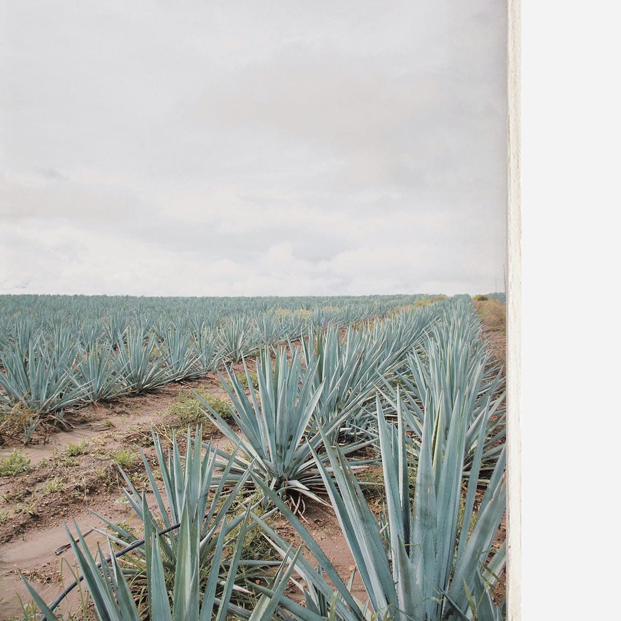 Agave Fields Wall Art, Blue Agave Plant, Southwest Agriculture, Mexico ...